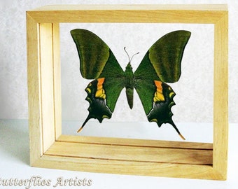 Real Rare Kaiser-i-hind Swallowtail Butterfly Framed Taxidermy ...