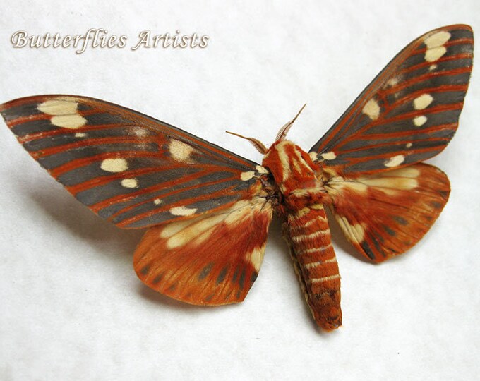 Real Royal Walnut Moth Framed Taxidermy Citheronia Regalis - Etsy
