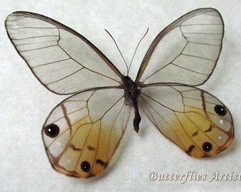 Amber Phantom Butterfly Haetera Piera CLEAR WING BUTTERFLY - Etsy