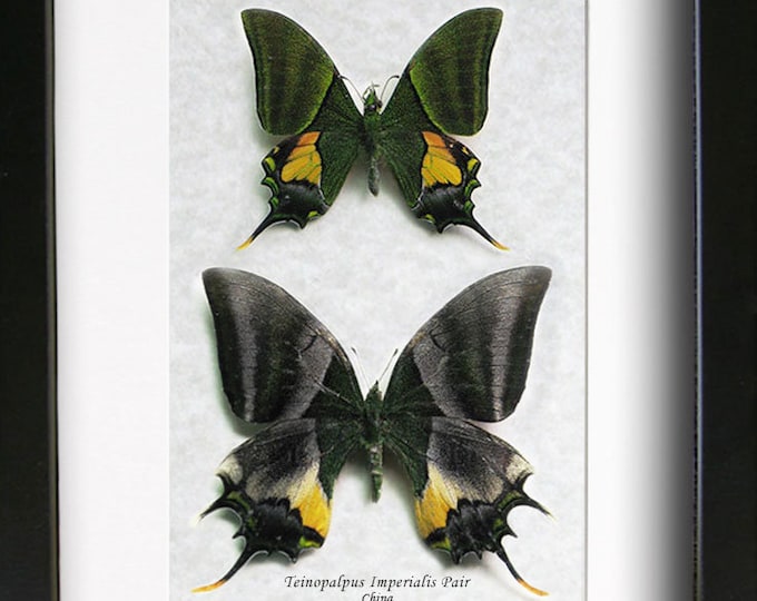 Real Rare Kaiser-i-hind Swallowtail Butterfly Framed Taxidermy ...