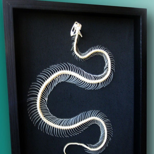 Real Snake Skeleton - Etsy