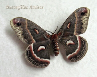 Silk Robin Moth Hyalophora Cecropia Framed Saturnidae - Etsy