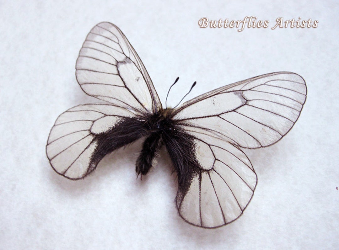 Snow Apollo Parnassius Stubbendorffii Real Butterfly Framed Entomology ...