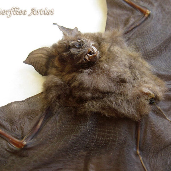 Bat Taxidermy - Etsy