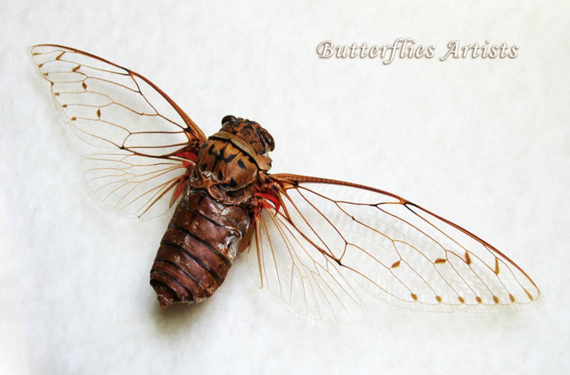 Worlds Largest Cicada Megapomponia Intermedia Entomology - Etsy