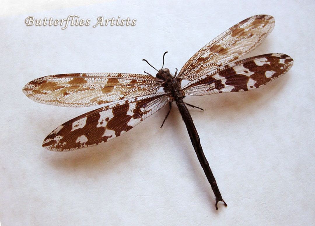 Real Giant Antlion Palpares Stenares Framed Entomology Collectible ...