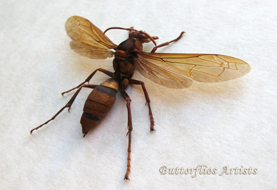 Real Asian Monster Murder Hornet Vespa Mandarinia Framed Entomology ...
