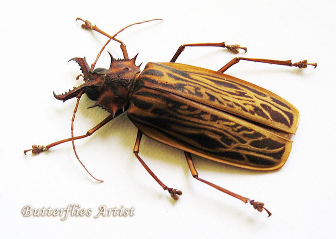 Real Beetle Macrodontia Cervicornis XL Framed Entomology Collectible Shadowbox - Etsy