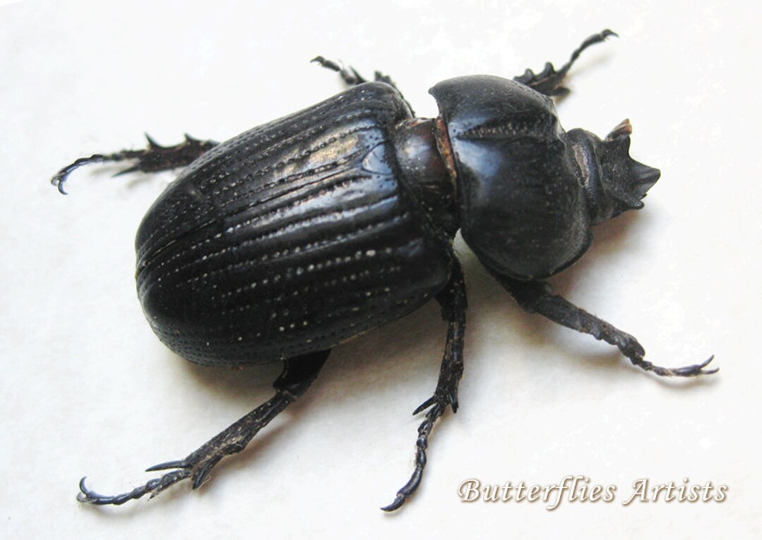 Real Rhinoceros Beetle Phileurus Valgus Framed Entomology Collectible ...