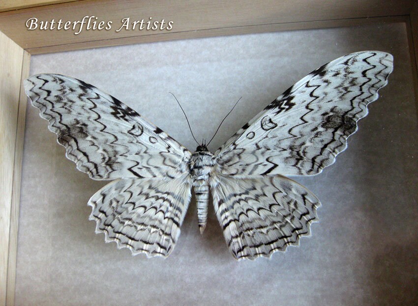 White Witch Thysania Agrippina RARE Giant Moth Entomology - Etsy