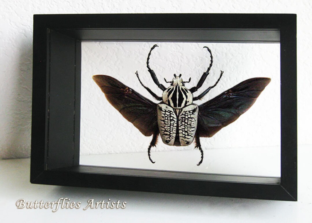 Goliath Beetle Flying