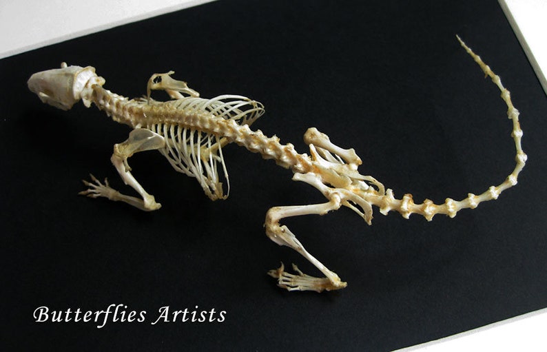 Gothic Decor Asian House Shrew Suncus Murinus Real Skeleton - Etsy