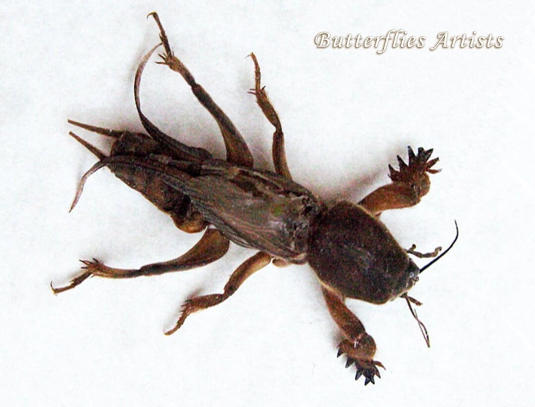 Real Mole Cricket Gryllotalpa Africana RARE XL Entomology Collectible ...