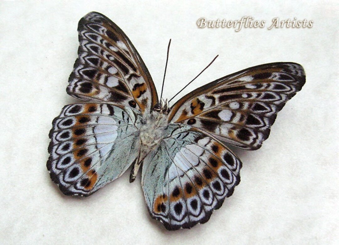 Commanders Lavender Moduza Lymire Real Butterfly Framed - Etsy