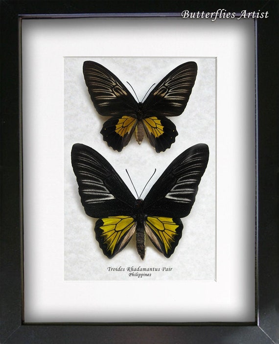Troides Rhadamantus Pair Golden Birdwing Real Butterflies - Etsy