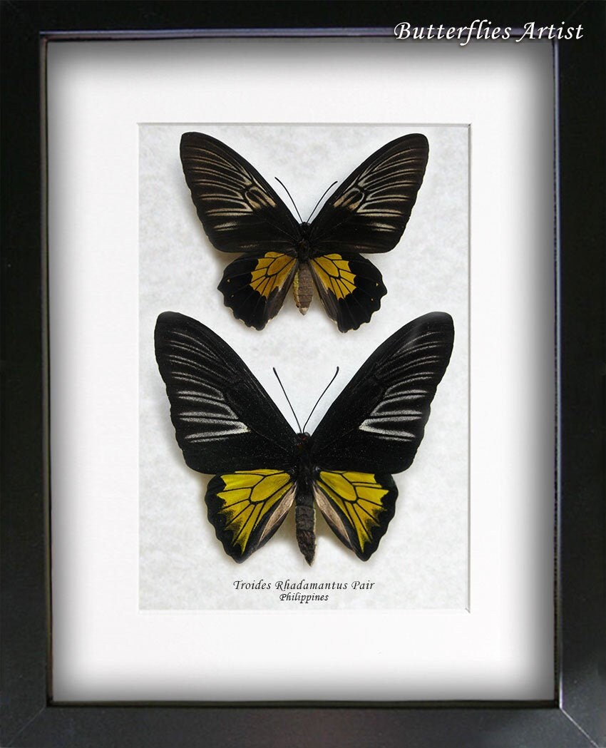 Troides Rhadamantus Pair Golden Birdwing Real Butterflies - Etsy