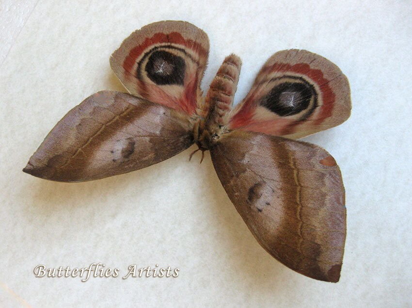 Real Saturn Moth Automeris Janus Female Huge Entomology - Etsy UK