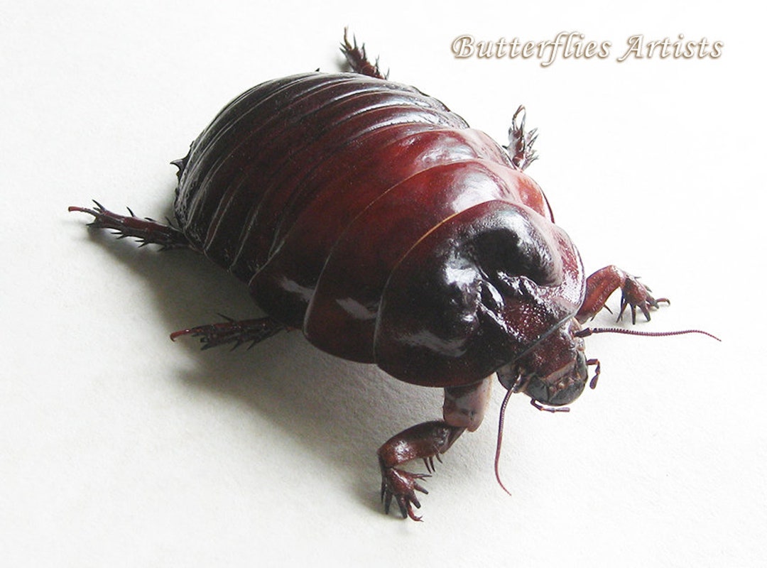 Giant Burrowing Cockroaches Macropanesthia Rhinoceros Framed Entomology ...