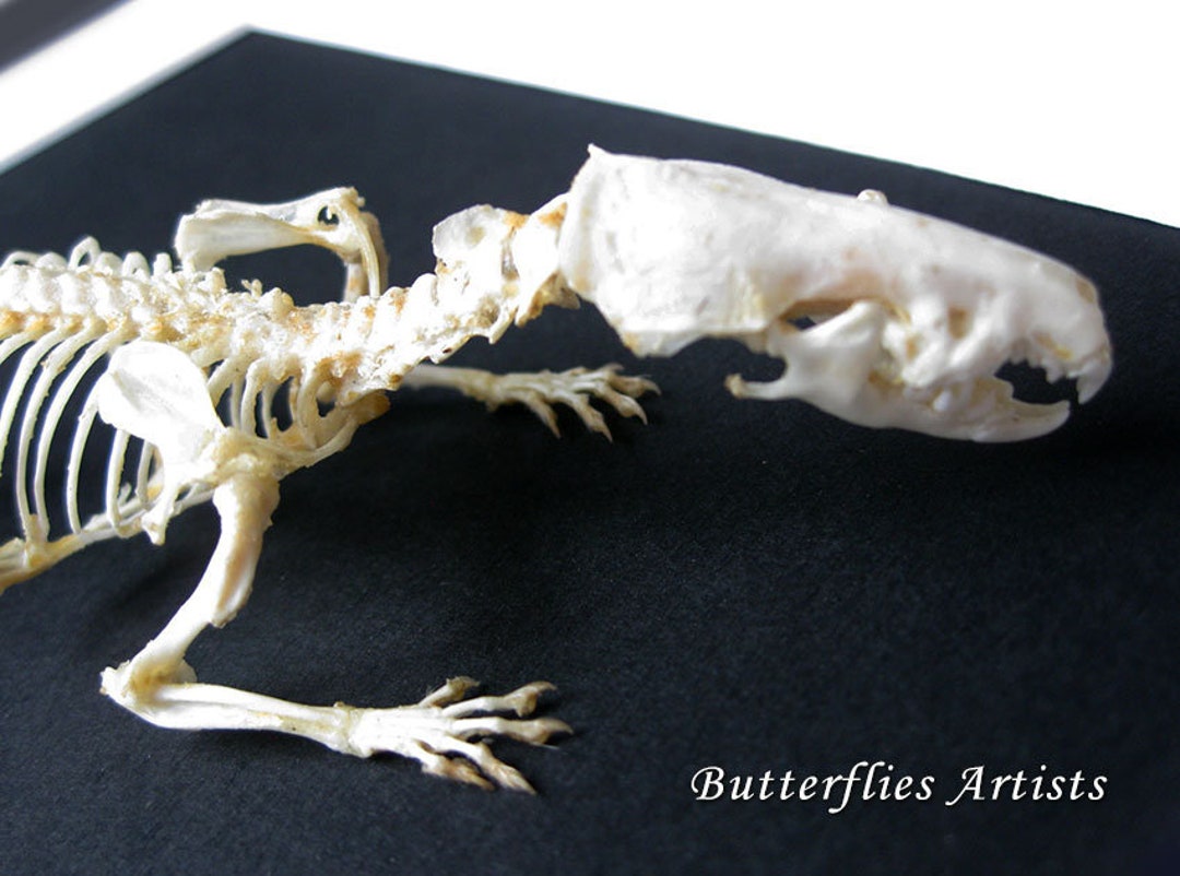 Gothic Decor Asian House Shrew Suncus Murinus Real Skeleton Taxidermy ...