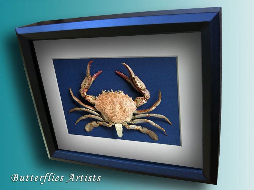 Real Chesapeake Blue Crab Callinectes Sapidus Framed Taxidermy ...