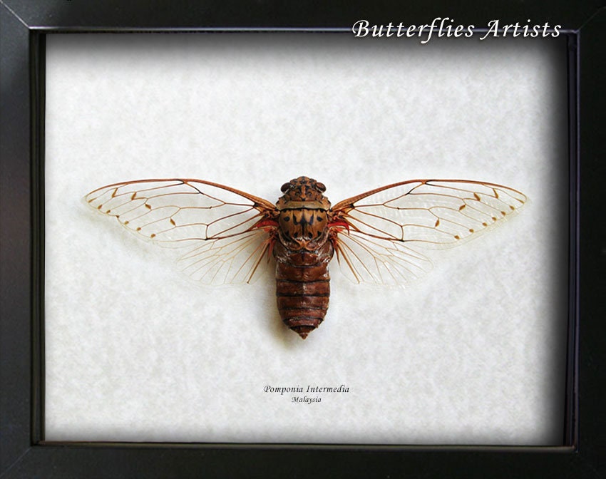 Worlds Largest Cicada Megapomponia Intermedia Entomology - Etsy