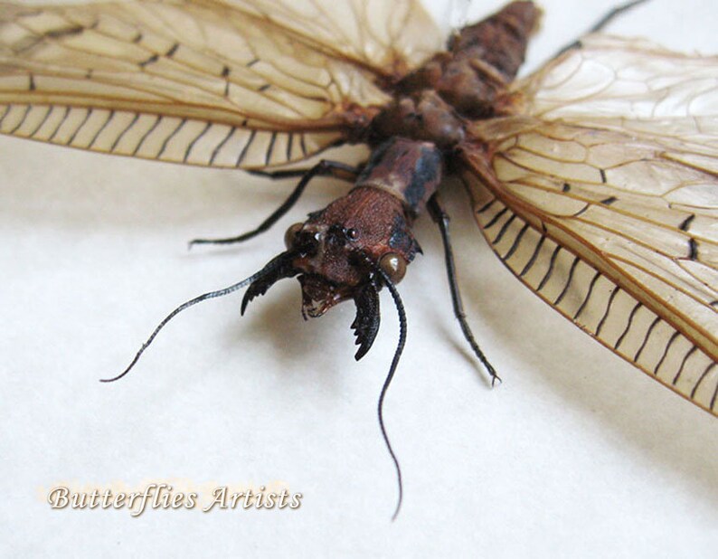 Dobson Fly Corydalus Cornutus Real Insect Entomology | Etsy