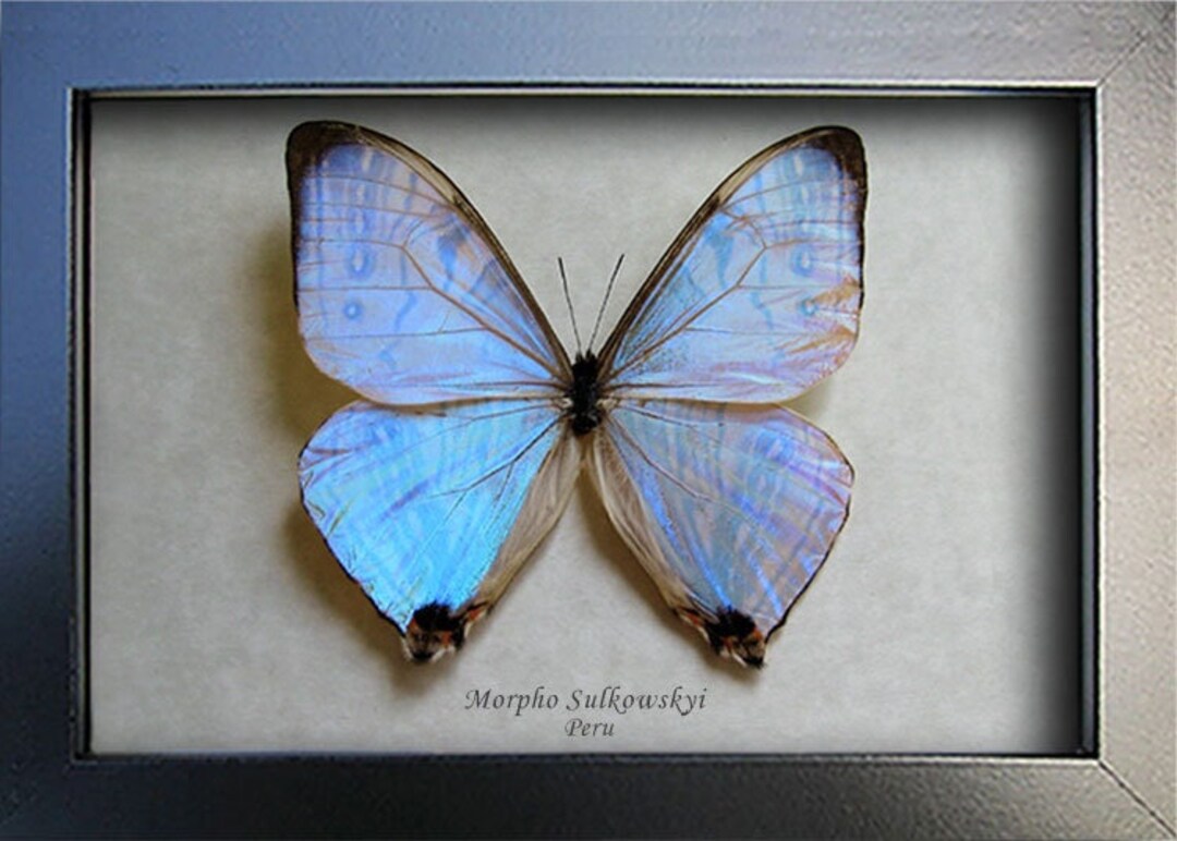 Pearl Blue Morpho Sulkowskyi Real Butterfly Framed Entomology ...