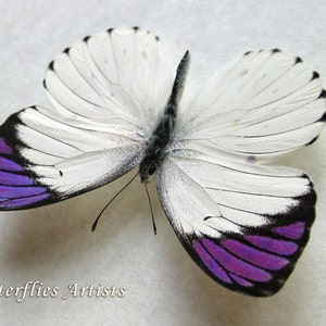 Colotis Regina Queen Purple Tip Real Butterfly Framed - Etsy