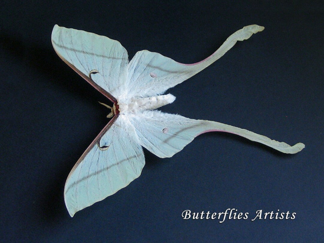 Pink Spirit Moth Actias Rhodopneuma XL Female Rare Framed Entomology ...