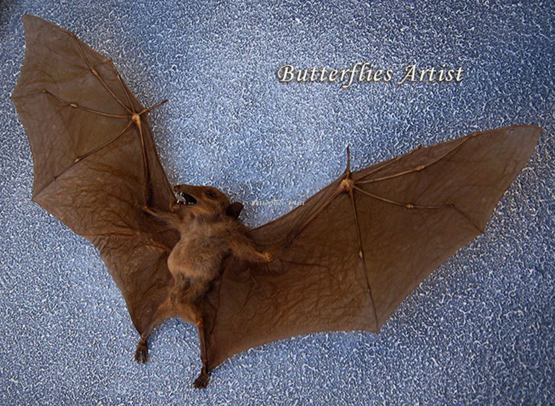 Wolf Faced Eonycteris Spelaea Real Bat Taxidermy Museum - Etsy