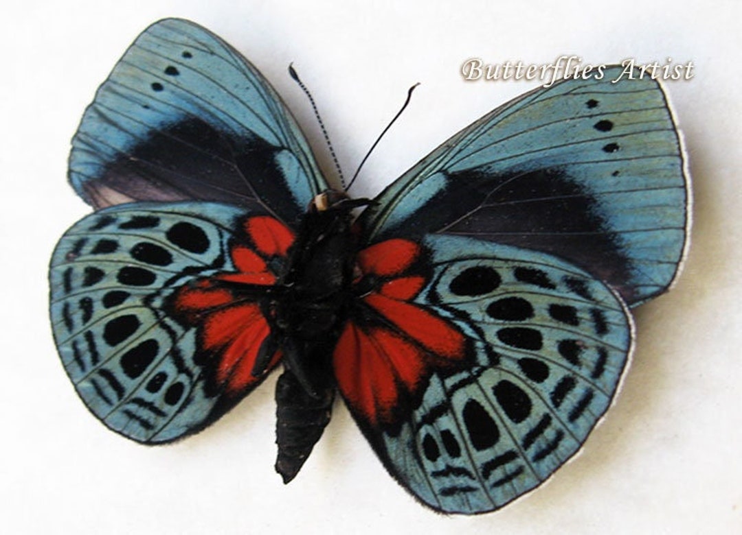 Asterope callithea Optima Blood Drop Real Butterfly Entomology ...