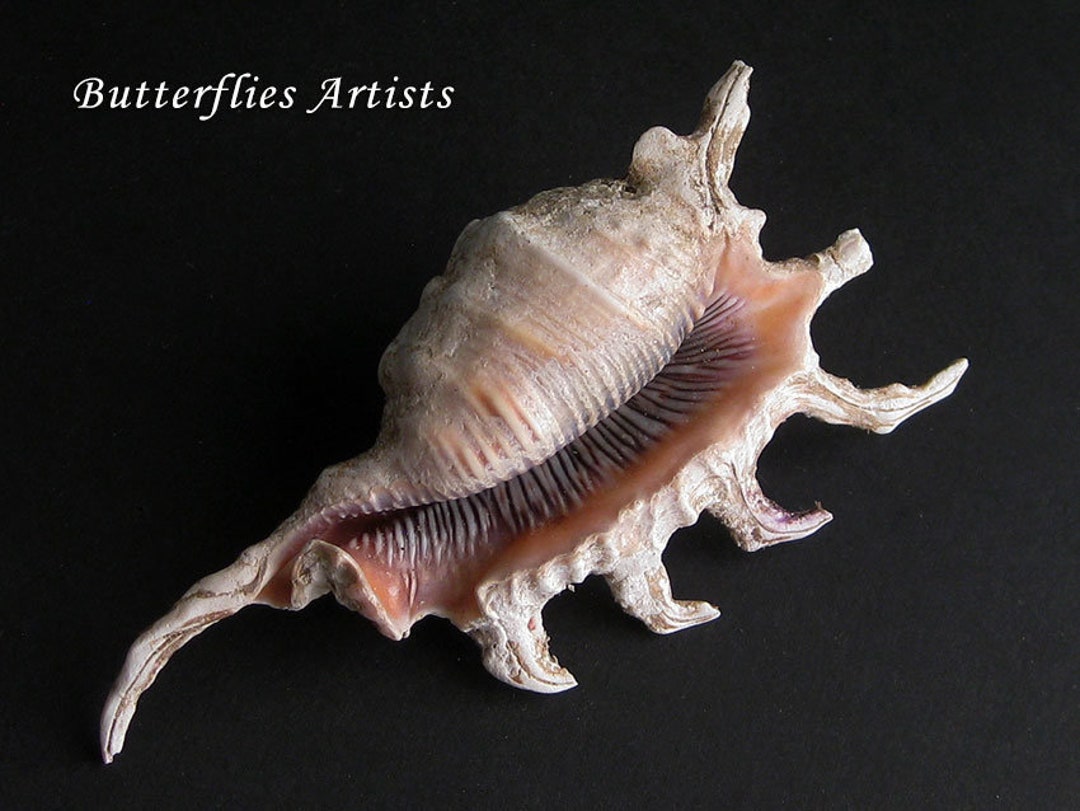 Scorpio Spider Conch Shell Lambis Scorpius Framed Taxidermy Double ...