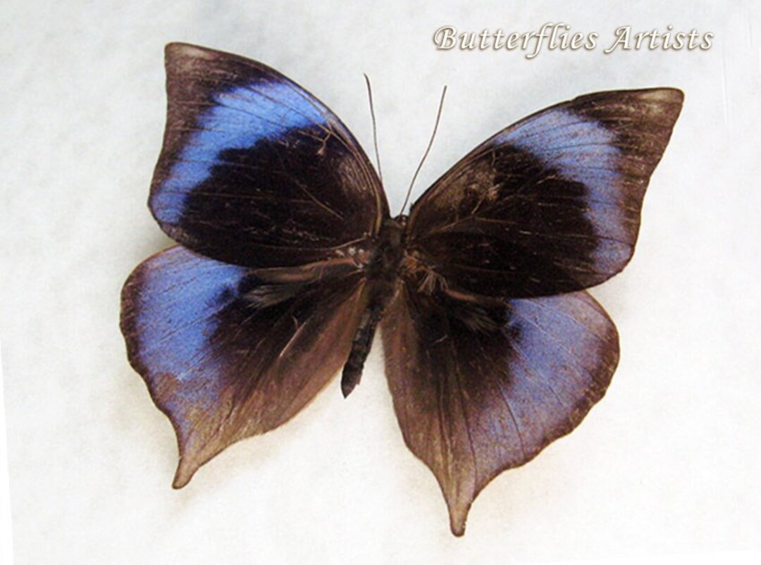 Scarce Saturn Zeuxidia Doubledayi Real Butterfly Framed Entomology ...