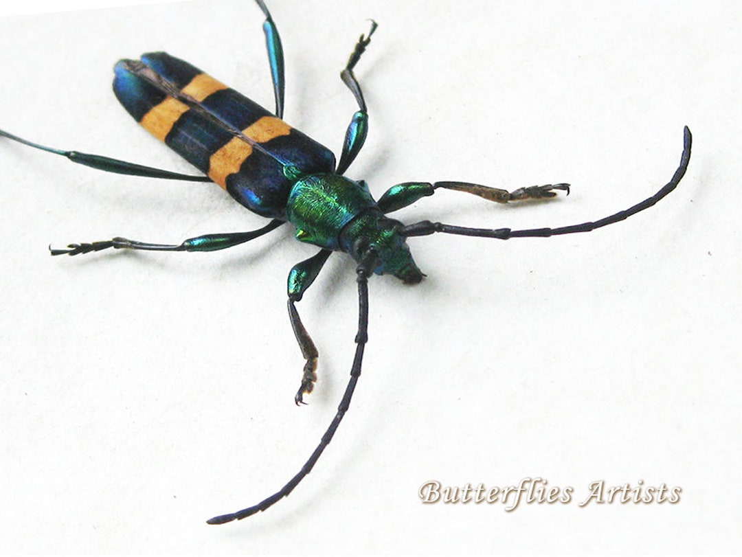 Blue-green Metallic Longhorn Beetle Polyzonus Opacus Framed Entomology ...