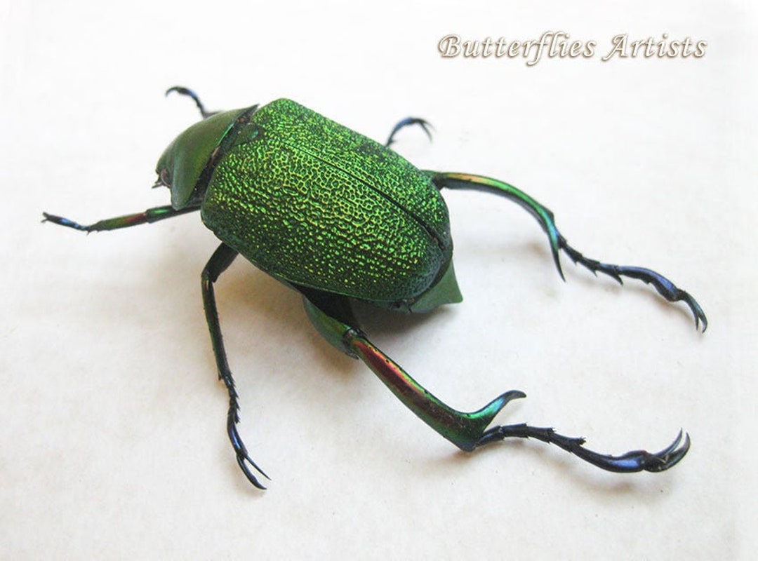 Metallic Rainbow PAIR Scarab Beetles Chrysophora Chrysoclora - Etsy
