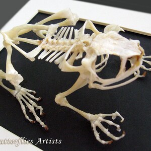 Real Skeleton Giant Fanged River Frog Taxidermy Limnonectes Macrodon in ...