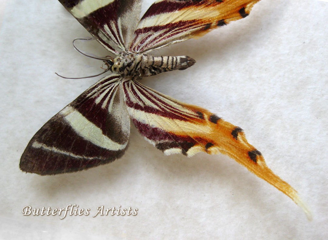 Erateina Staudingeri RARE Real Longtail Moth Entomology - Etsy