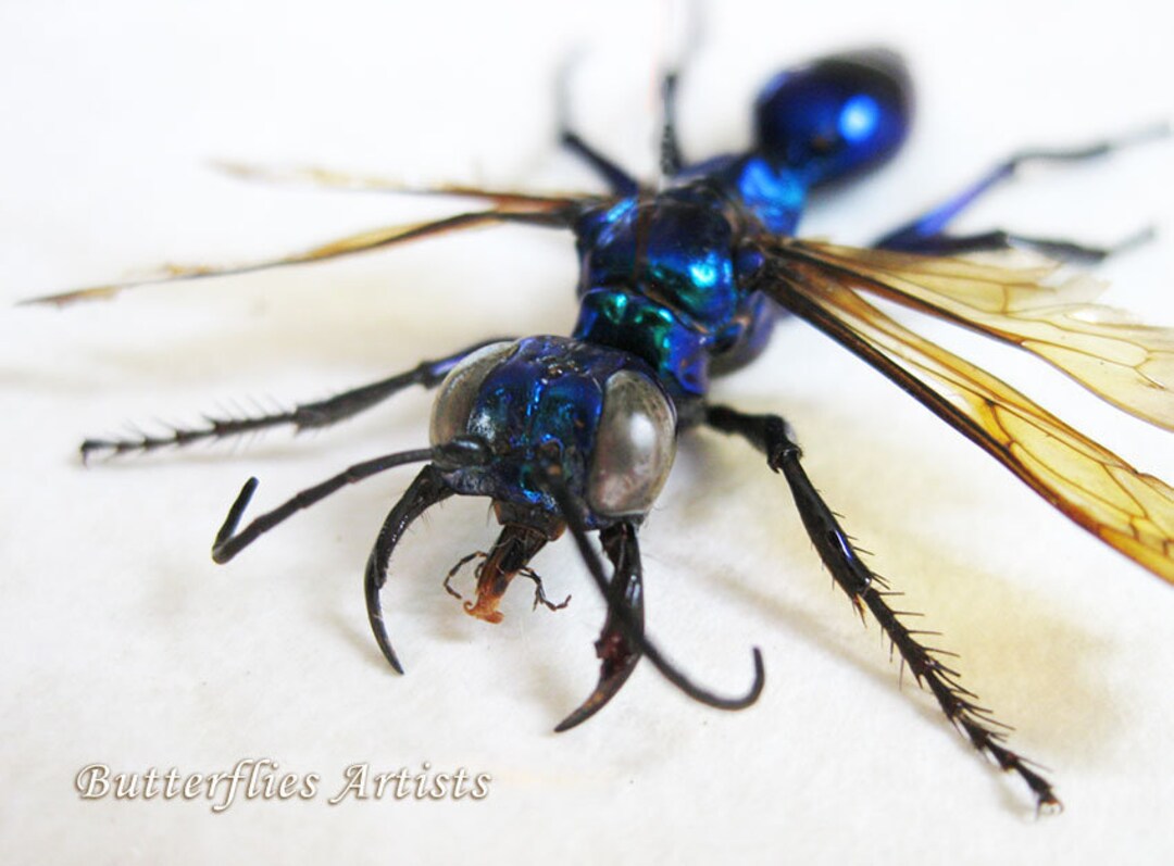 Metallic Blue Green King Wasps Chalybion Japonicum XL RARE Entomology ...