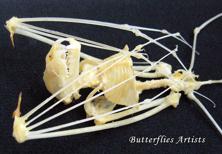 Hipposideros Diadema Real Bat Skeleton Diadem Roundleaf Museum - Etsy UK