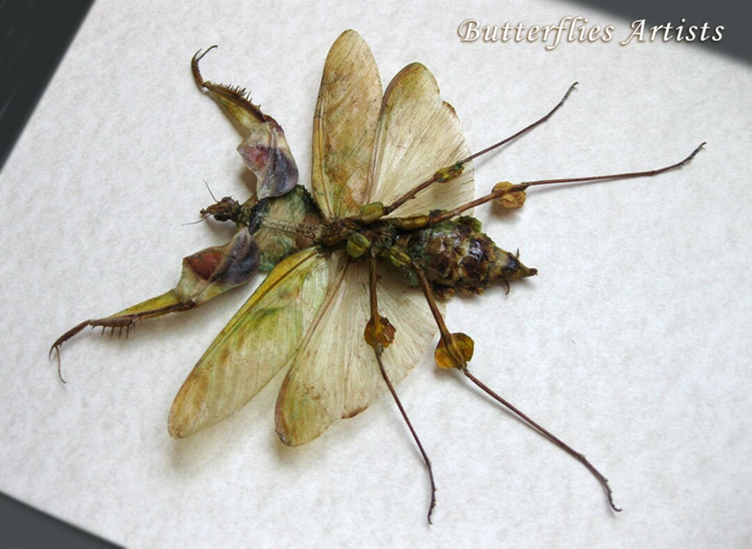 Idolomantis Diabolica Female VERY RARE Giant Devils Mantis Entomology ...