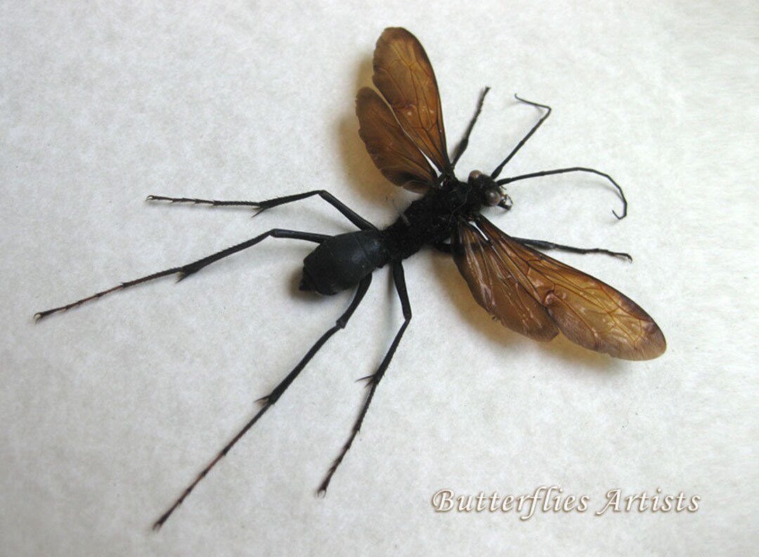 Giant Tarantula Hawk Wasp Pepsis Heros Real Framed Entomology Shadowbox
