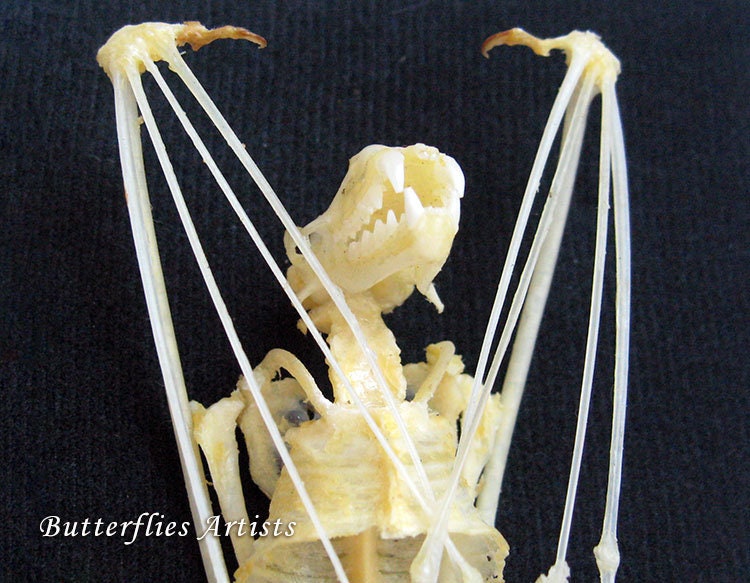 Hipposideros Diadema Real Bat Skeleton Diadem Roundleaf Museum - Etsy UK