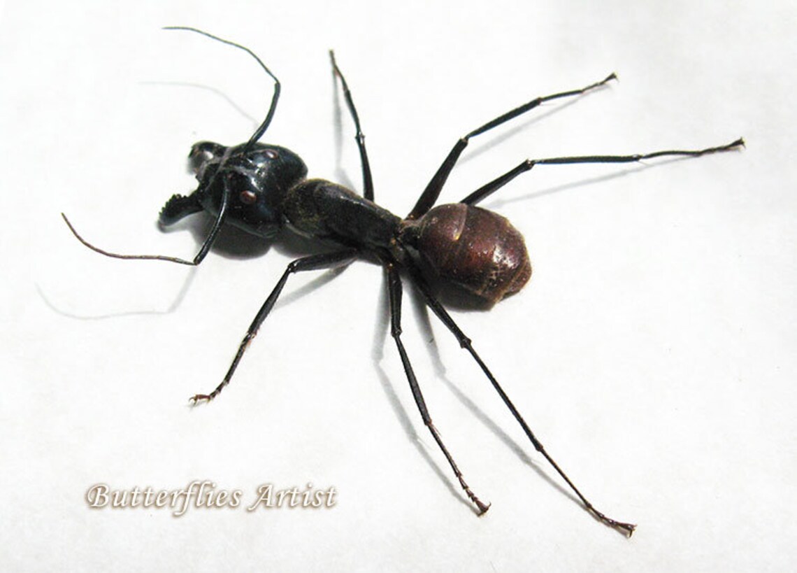 Real Giant Forest Ant Stinging Camponotus Gigas Entomology - Etsy