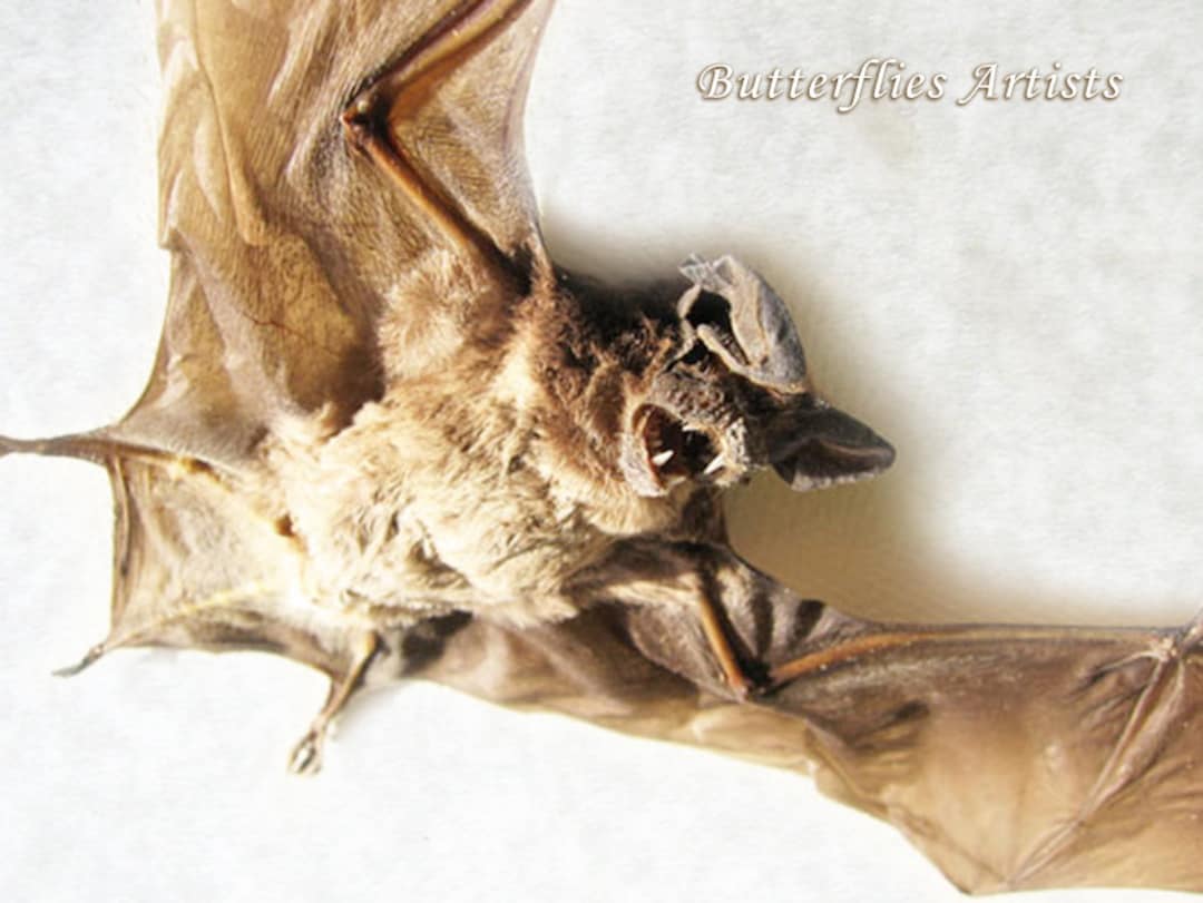 Real Javan Mastiff Bat Otomops Formosus Framed Taxidermy Museum Quality ...