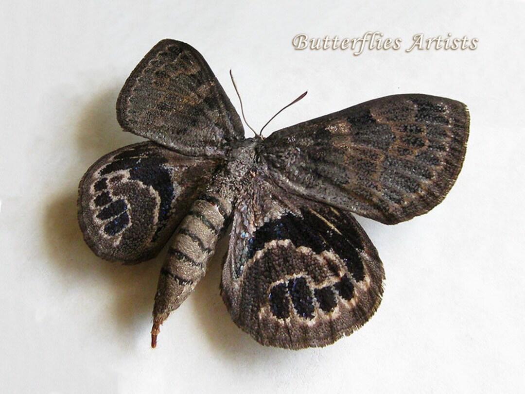 Castnia Escalantiana Escalantei Female Ultra Rare Moth Framed ...