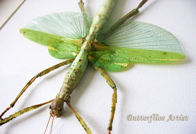Eurycnema Versirubra Giant Green Phasma Winged Walking Stick - Etsy