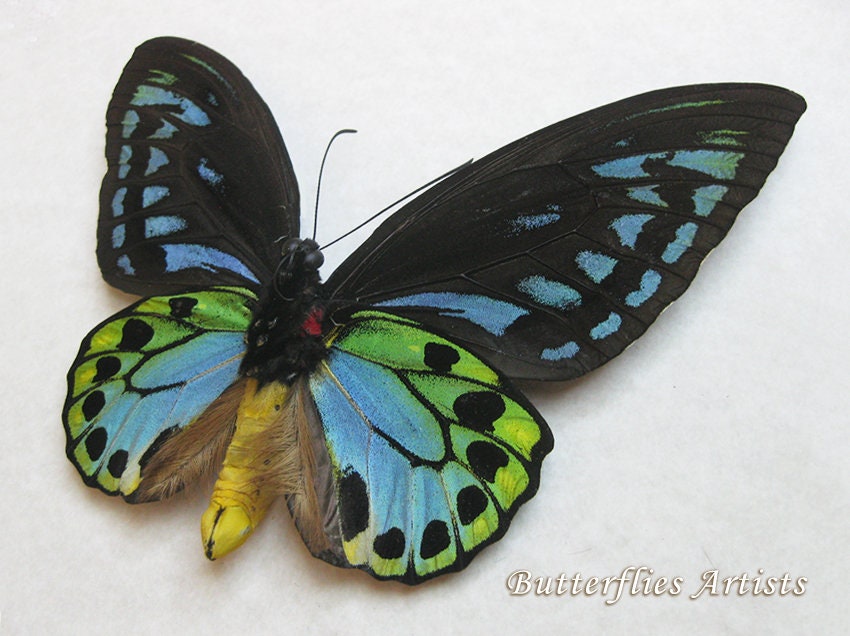 Blue Birdwing Ornithoptera Priamus Urvillianus RARE Butterfly - Etsy