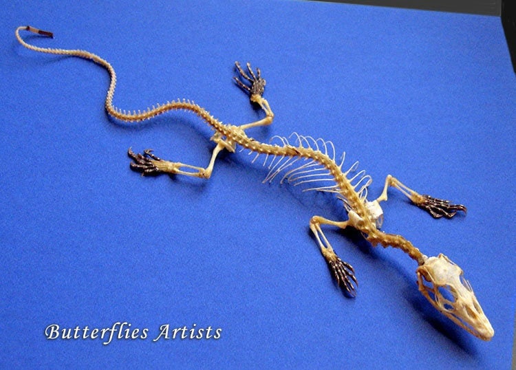 Monitor Lizard Skull