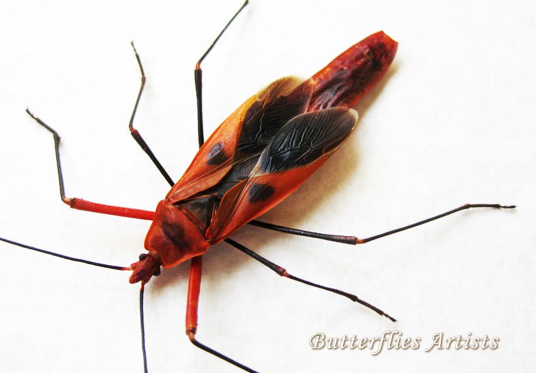 Scream Creepy Red Face Bug Lohita Grandis Real Beetle Framed Entomology ...