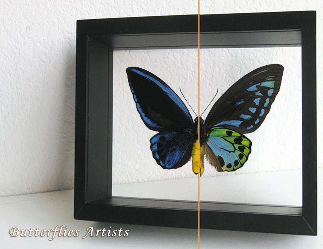 Blue Birdwing Ornithoptera Priamus Urvillianus RARE Butterfly Double ...